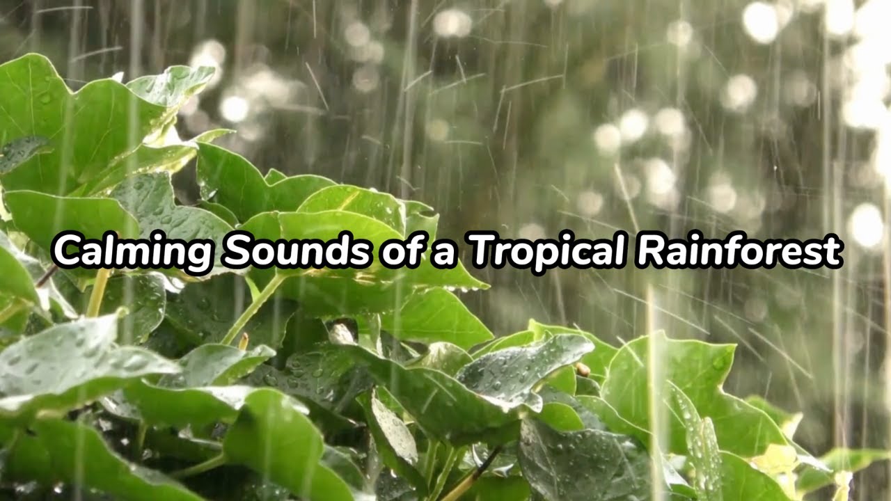 Calming Sounds of a Tropical Rainforest - YouTube