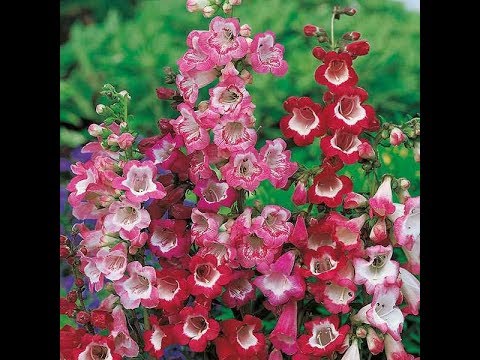 HOW TO PLANT PENSTEMON CUTTINGS ROOTED RUNNERS - YouTube