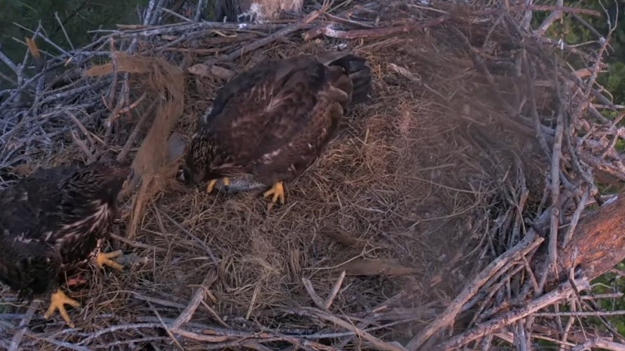 Clive brings fish, After rumble with Dasher, Dancer keeps the fish ...