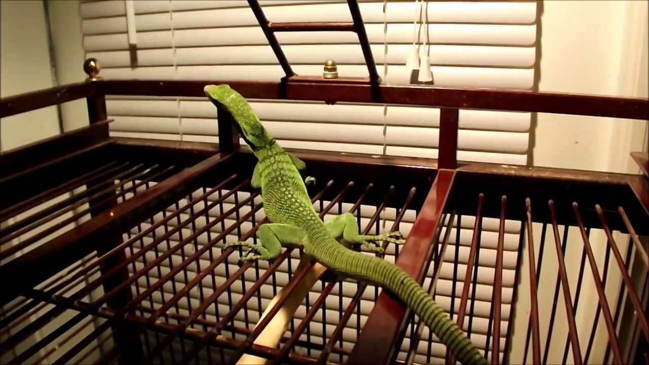 Green Tree Monitor Care