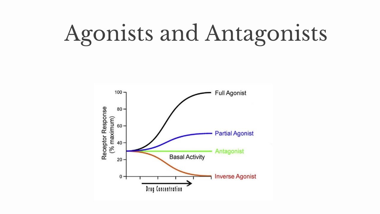Agonists and antagonists |Basic pharmacology|#pharamcology lecture ...