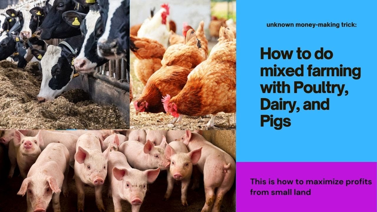 How to make more profits on mixed animal farming in Kenya.||Pig Farming ...