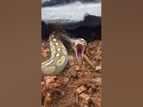 Big yawning Ball Python 😮🐲 #snake #animals #ballpython #funny #fyp #fyp ...