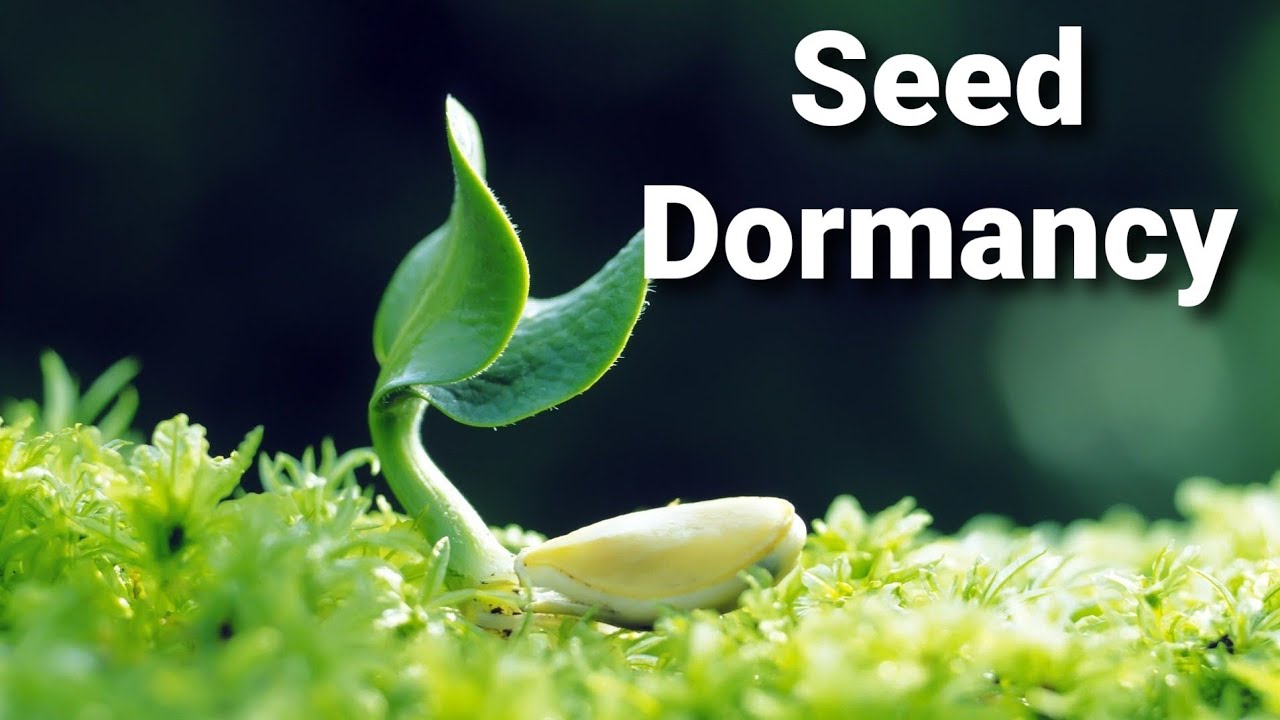 SEED DORMANCY Rudimentary Embryo Combinational Dormancy Exo seed-dormancy-rudimentary-embryo-combinational-dormancy-exo