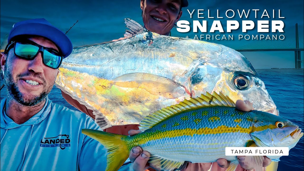 Yellowtail Snapper On The Reef In The Florida Keys Catch