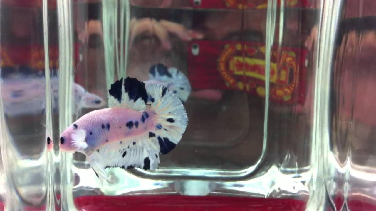 White Marble Betta HMPK (Polka Dot) - YouTube