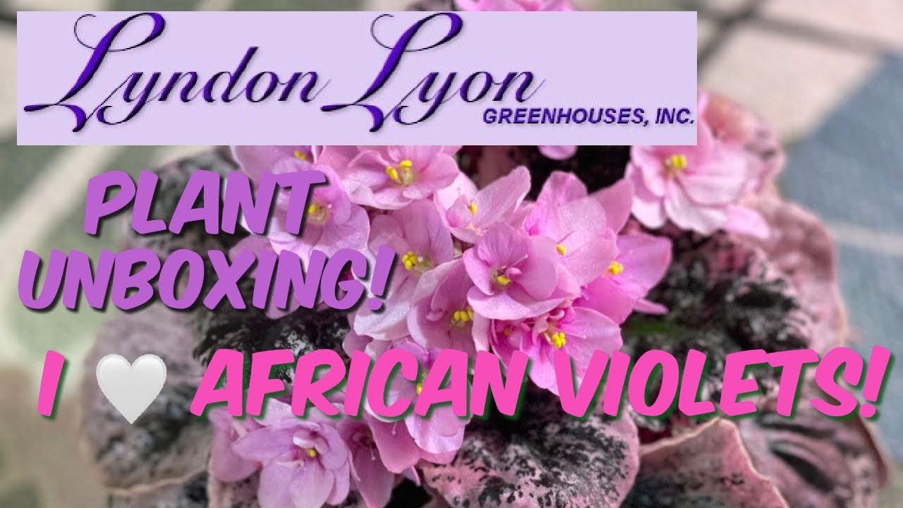 226: Plant Unboxing | African Violets From Lyndon Lyon Greenhouses ...