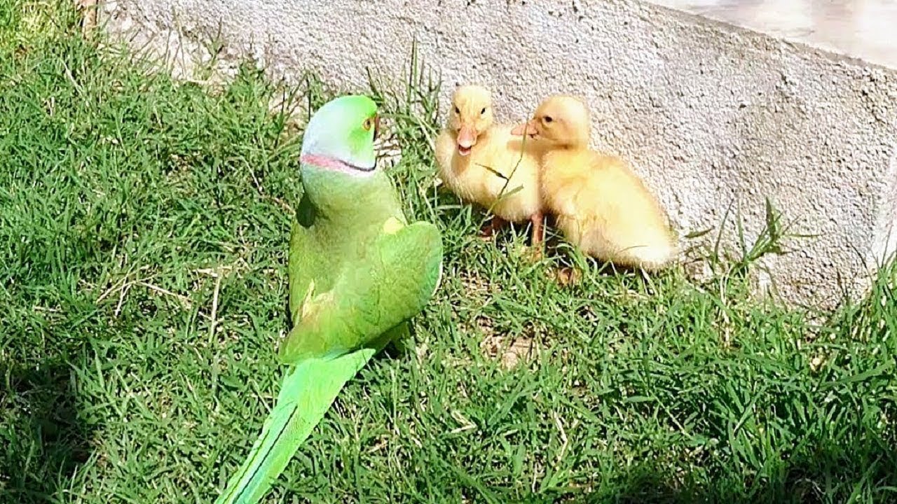 Talking Parrot Greeting Cute Baby Ducklings Compilation | Funny Parrot ...