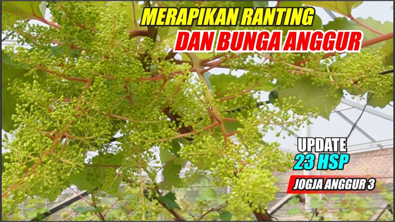 MERAPIKAN RANTING DAN BUNGA ANGGUR AGAR RAPI - YouTube