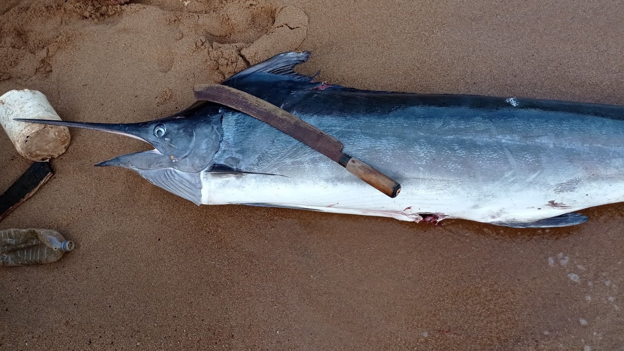 Cutting a Koppara fish - YouTube