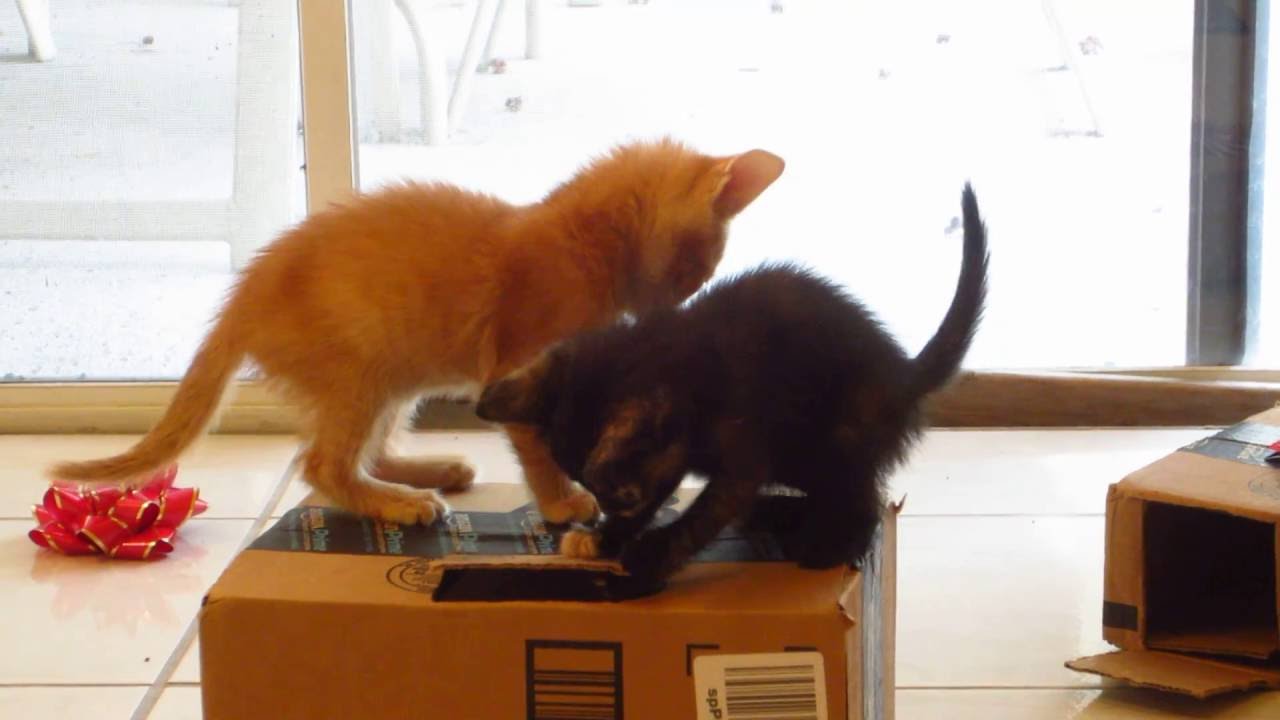 Cute Kittens Playing In and On An Amazon Shipping Box - 4 Weeks Old ...