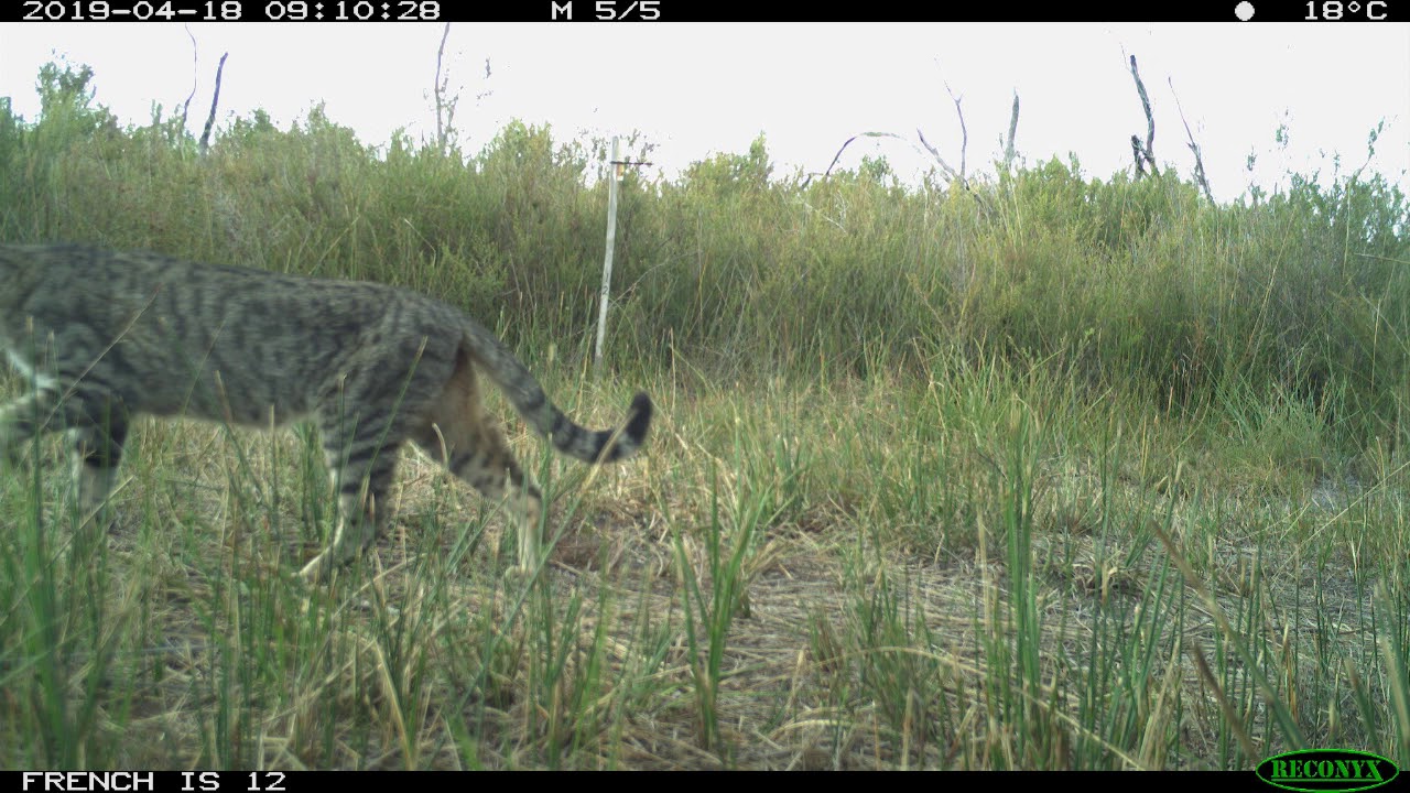 Giant Feral Cats