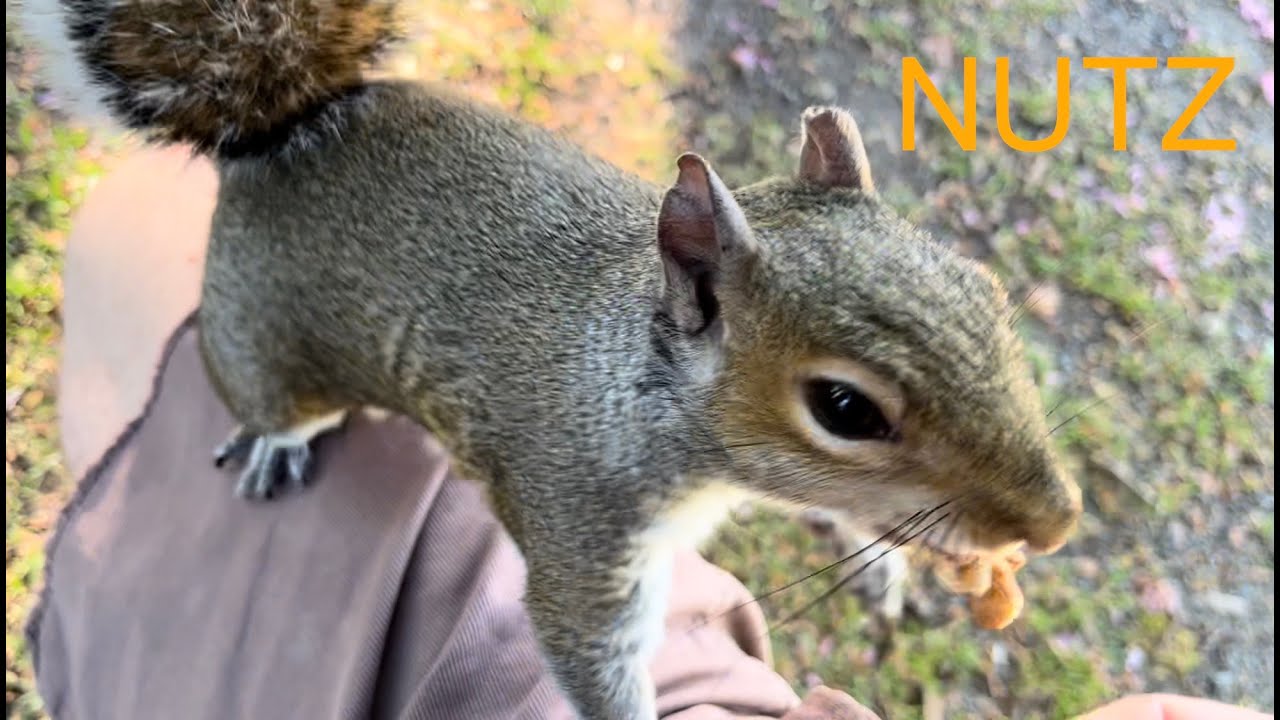 Squirrel: morning NUTZ - Tacoma Washington 20230516 - YouTube