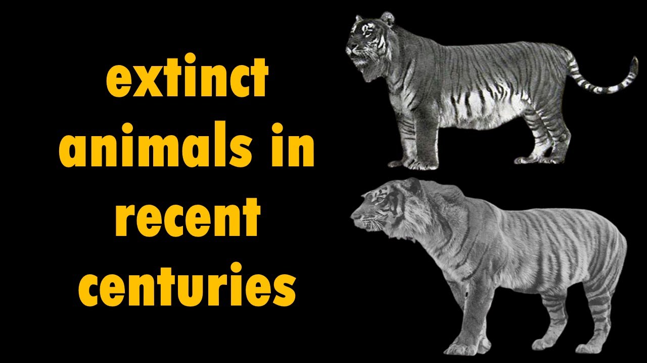 extinct animals in recent centuries : a number of extinct animals from ...