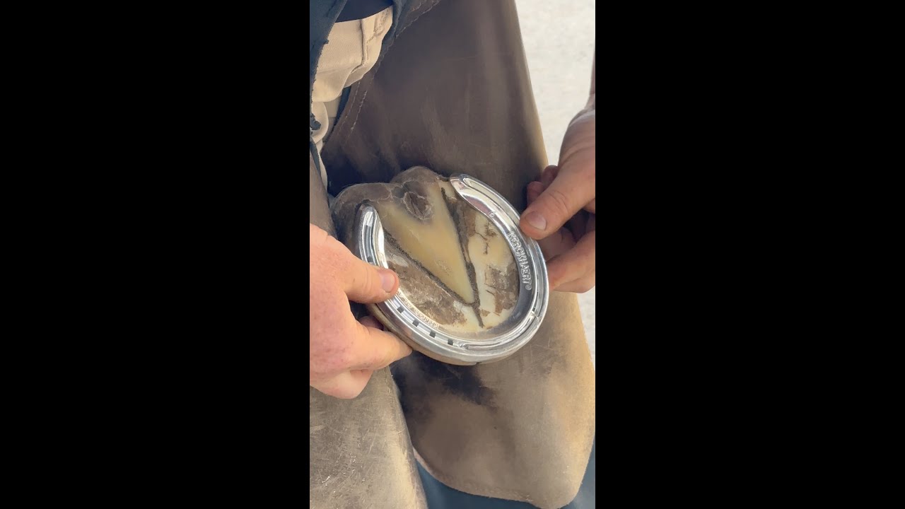 Life Of A Farrier 🌹 Hoof Restoration | Oklahoma Training Track ...