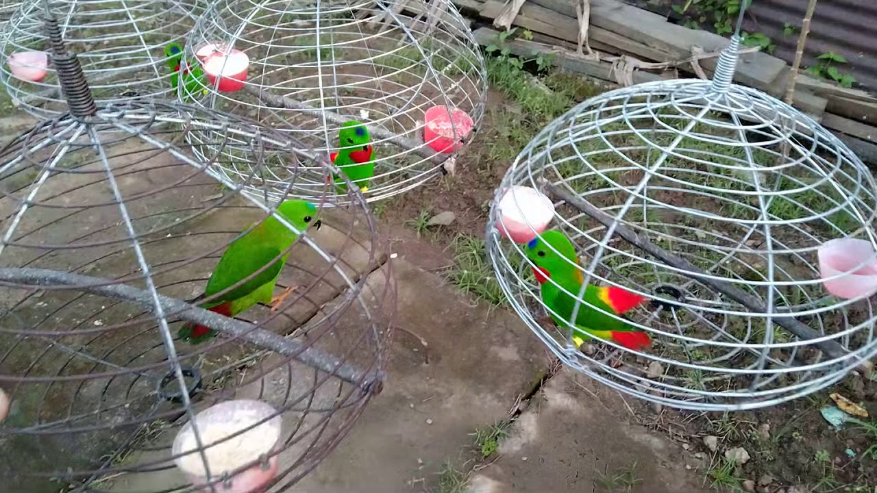 serindit baru belajar main singa - YouTube