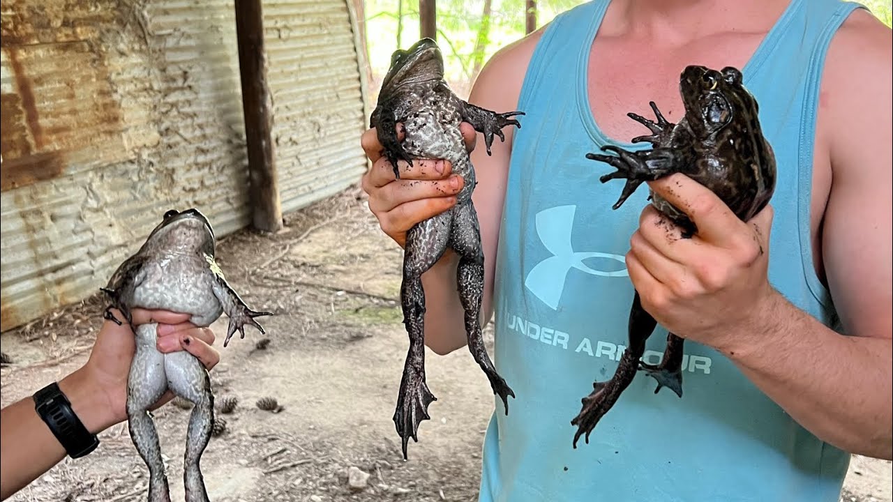 Saving The Lives Of Three Trapped Bullfrogs!! 🐸 - YouTube