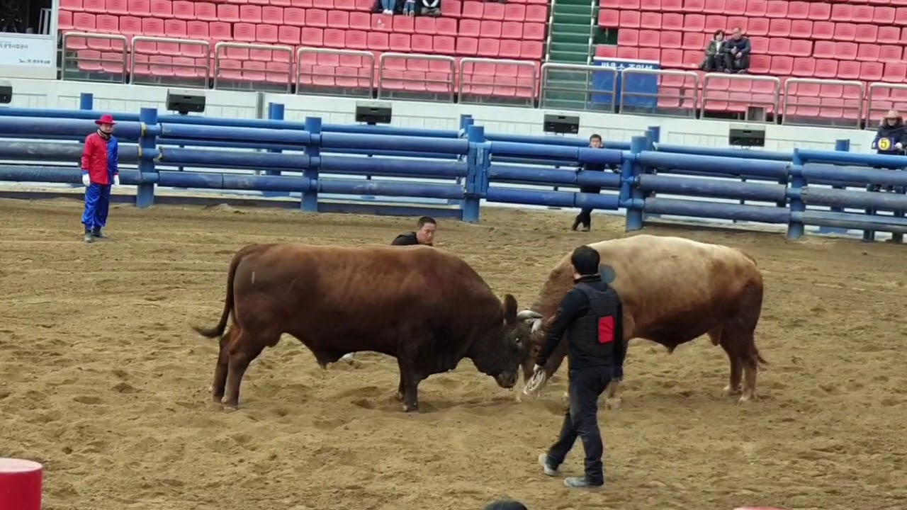 #청도소싸움장 (뚝심+범투) ox fight stadium 闘牛競技場。 На поле битвы +경주(동궁과 월지) 야경 ...