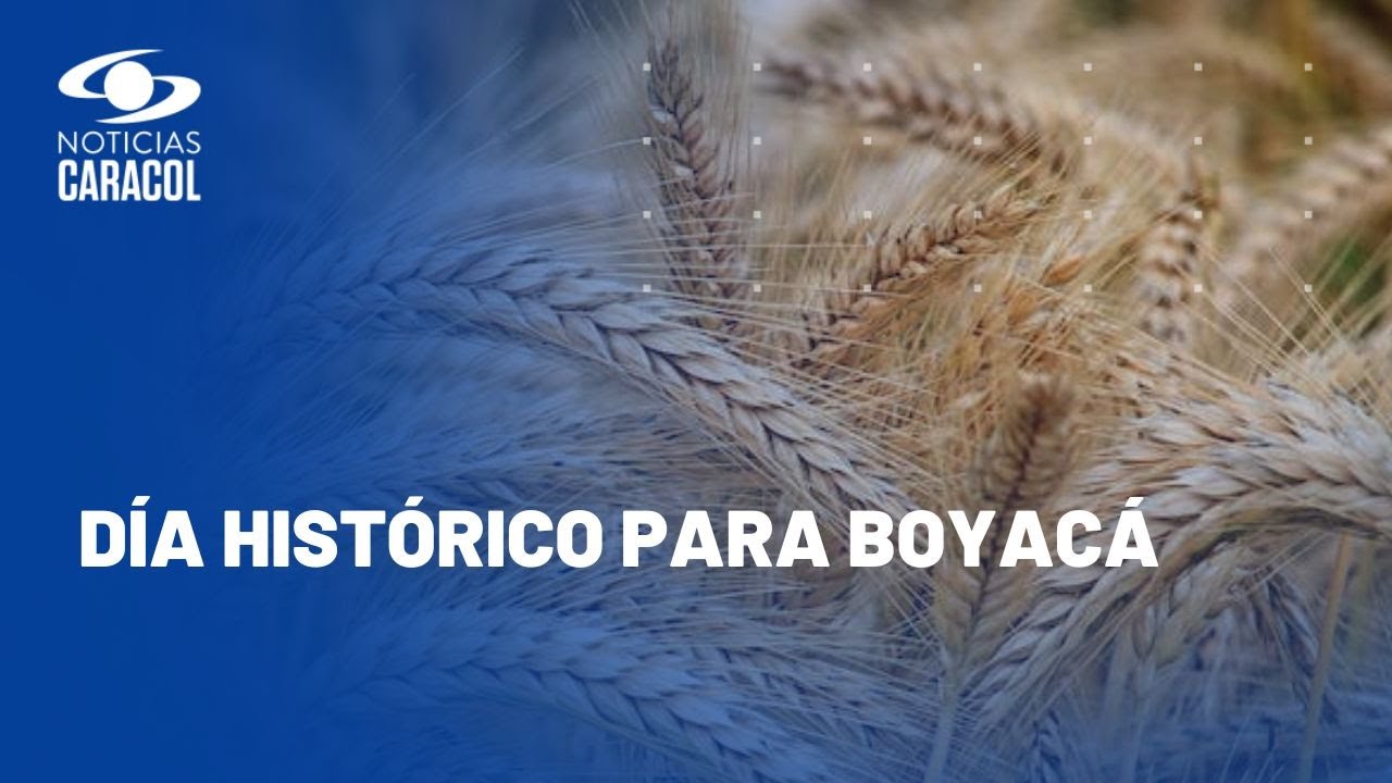 En Boyacá crearán primera planta de cebada de Colombia para producir ...