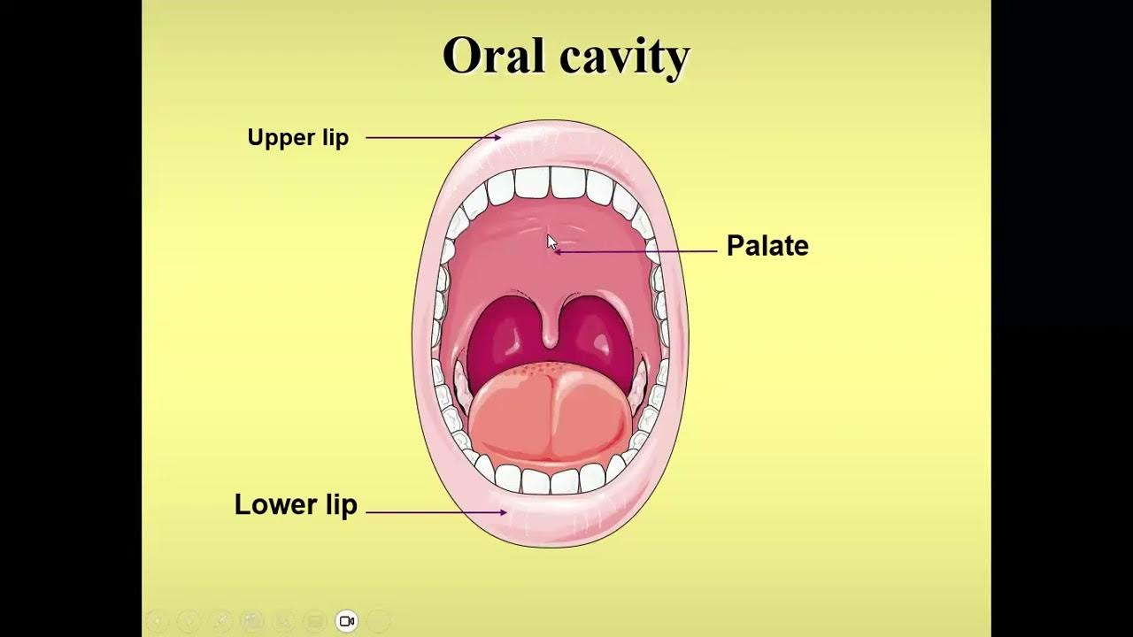 introduction to GIT functions and structures physiology - YouTube