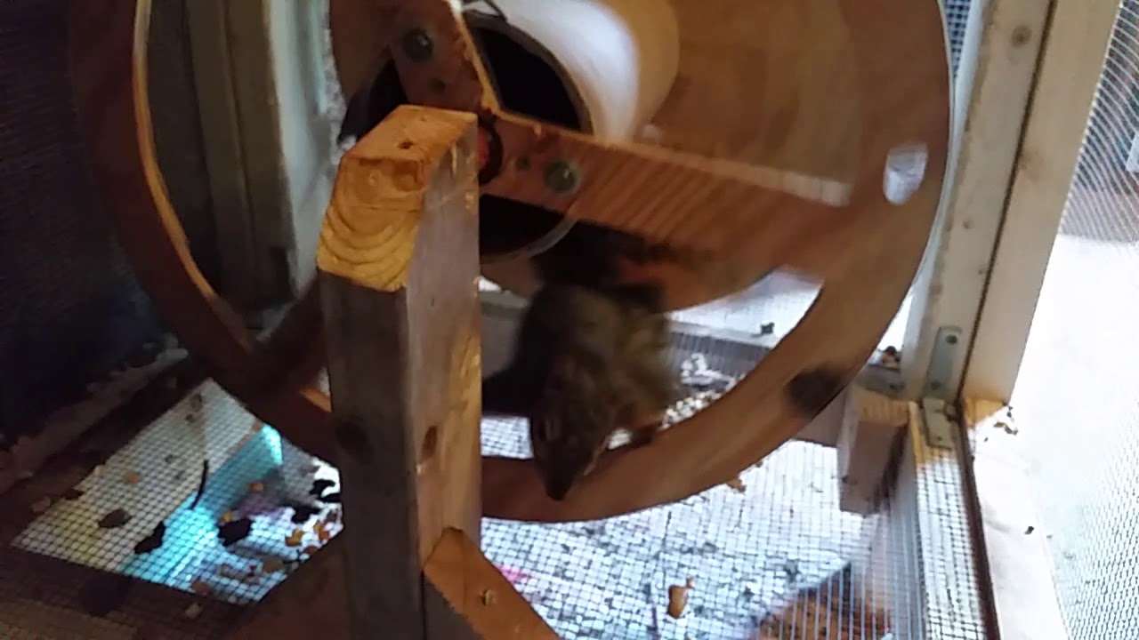 Squirrel Hamster Wheel - YouTube
