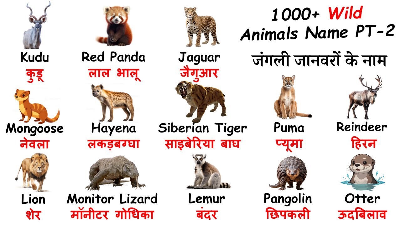 1000 Wild Animals Collection | Wildlife | Wild Animals Names | Learning ...