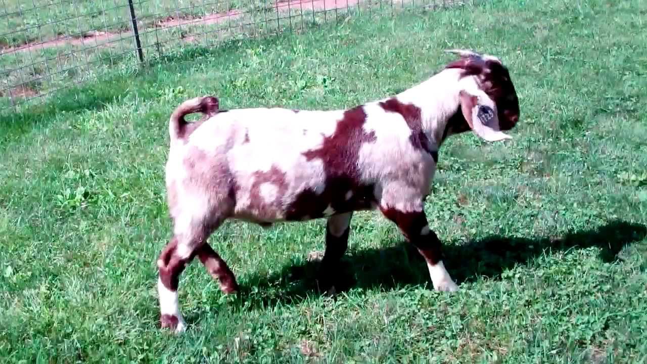 SOLD ~ MAX Boer Goats CHEAP THRILL - YouTube