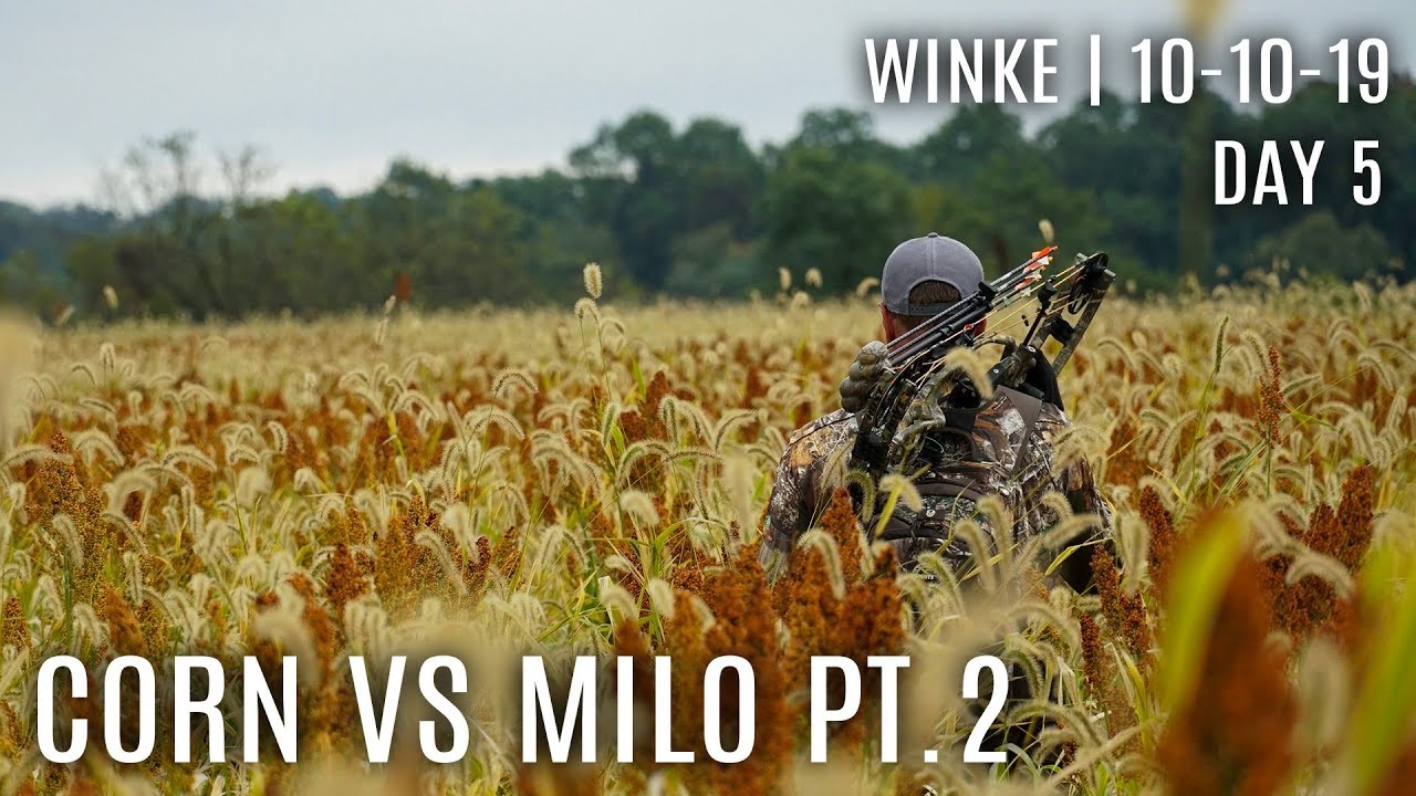 Winke Day 5: Corn vs Milo, The Deer Voted - YouTube