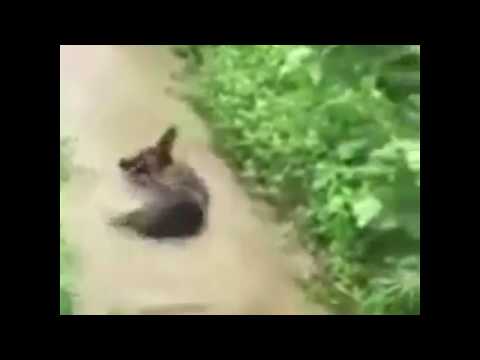 Ördek köpeği maymuna çevirdi...