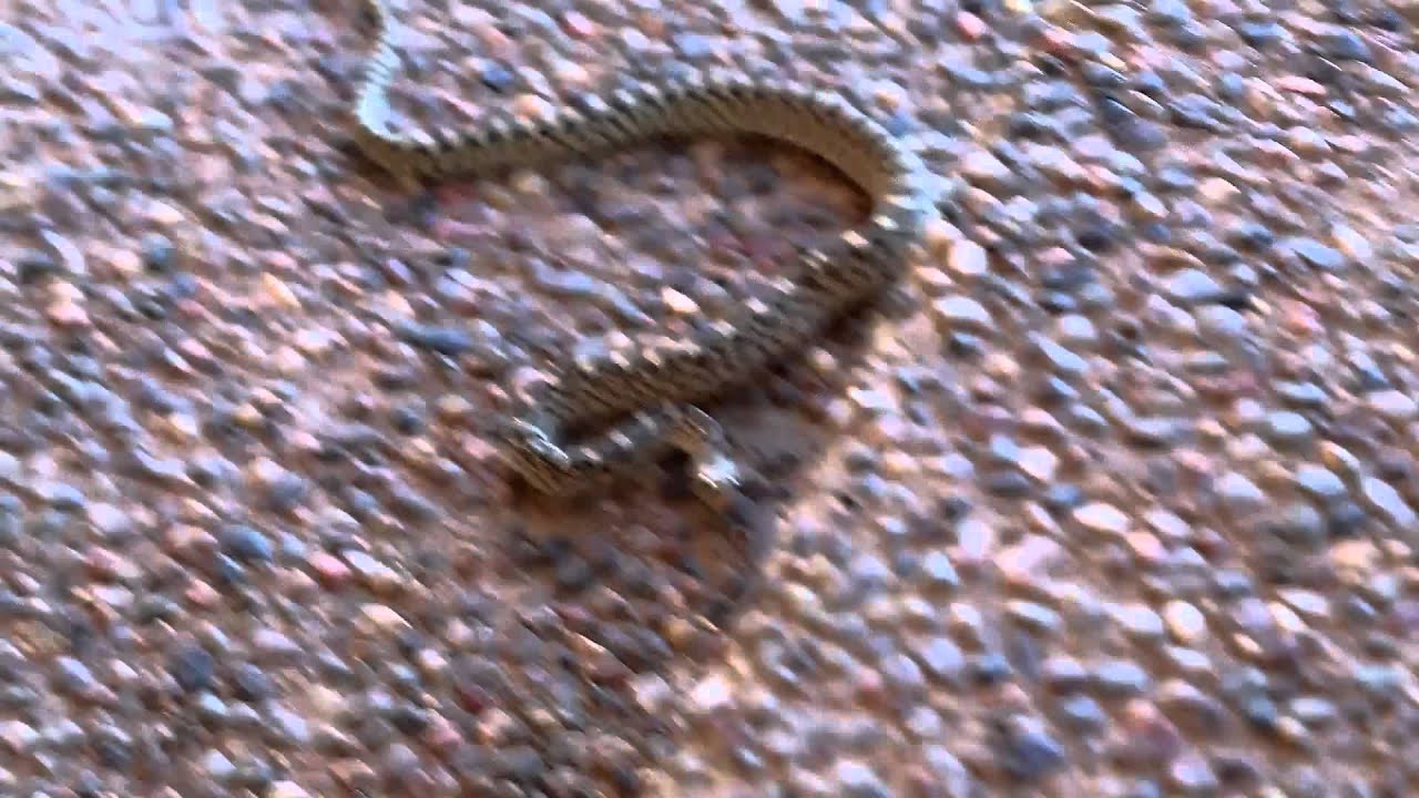 snake shake - YouTube