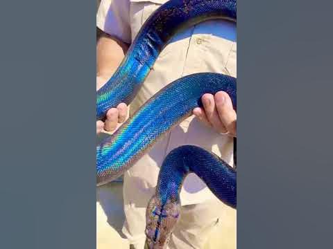 Have you ever seen more rainbow on a snake 😱 - YouTube