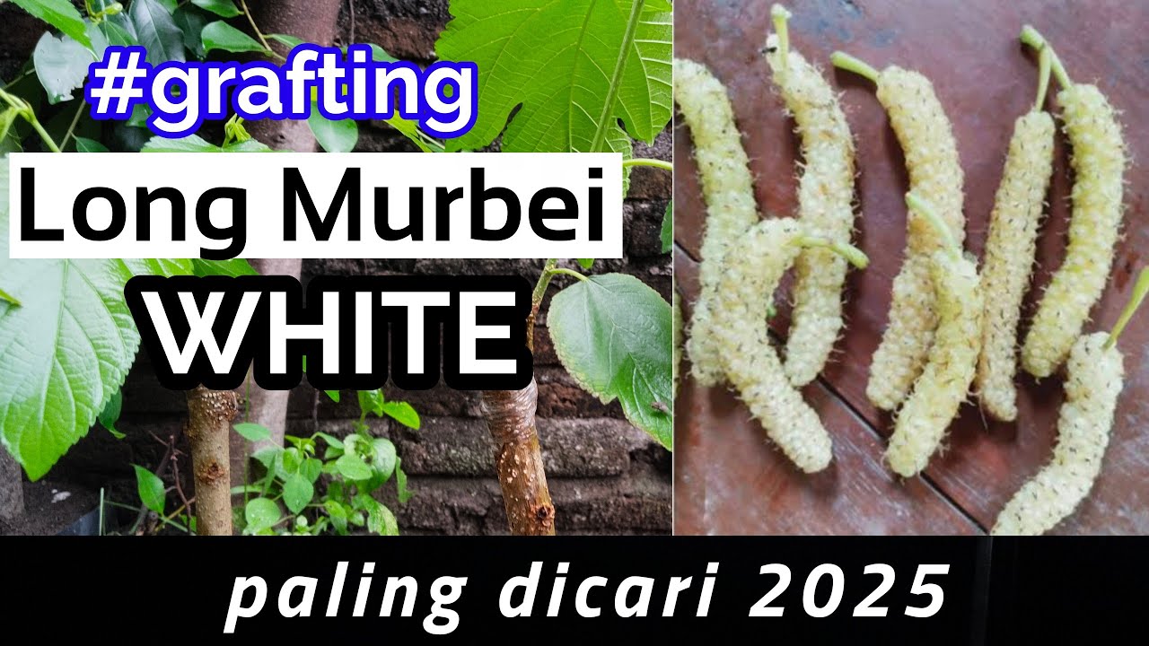 Tanaman Murbei Paling Dicari 2025! Kamu Wajib Coba Tanam Ini di Rumah ...