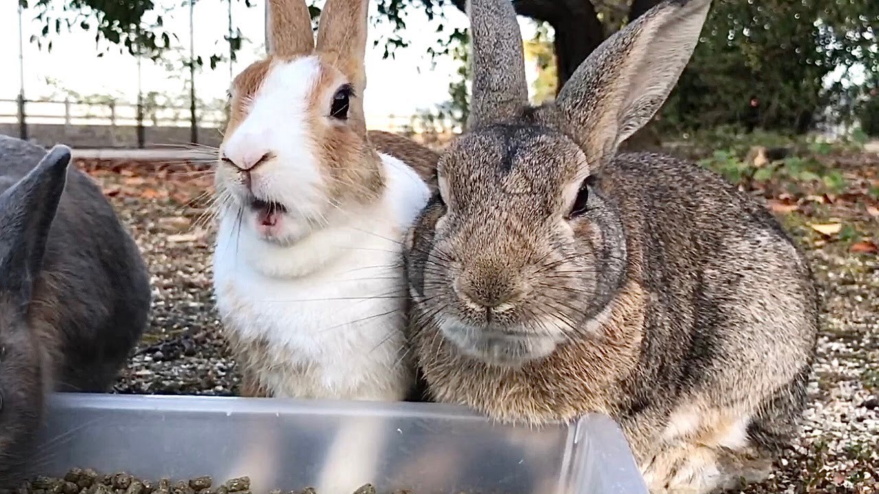 What happens when you feed pellets to hungry rabbits? - YouTube