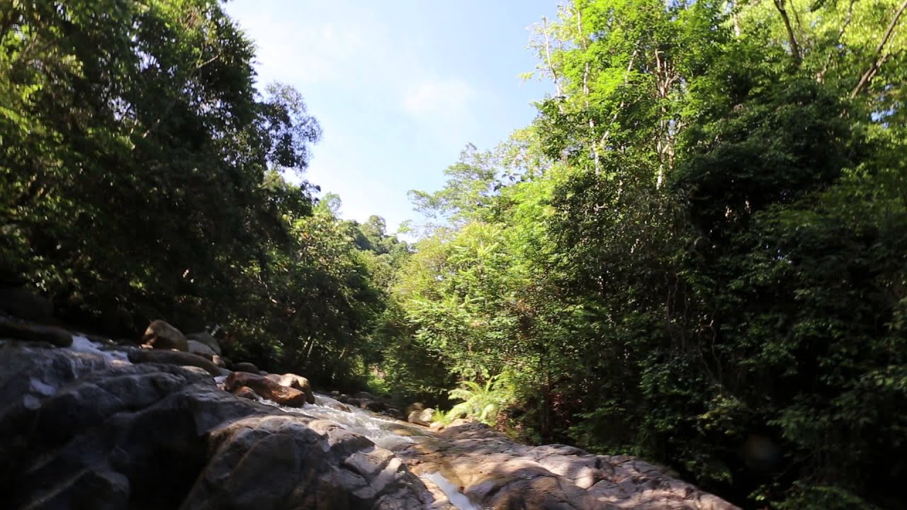 JUNGLESCAPE Back to Nature 3 - YouTube