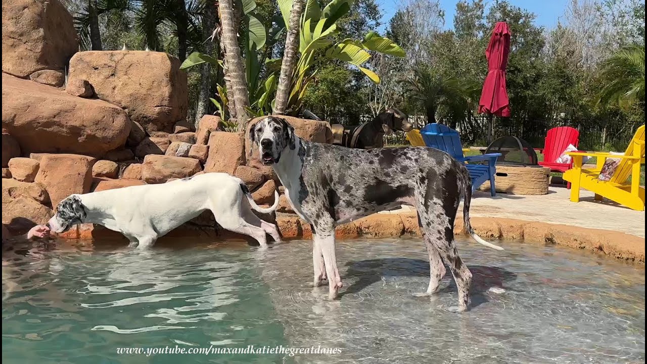 Clever Great Dane Follows Treats To Learn To Walk On Pool Shelf - YouTube