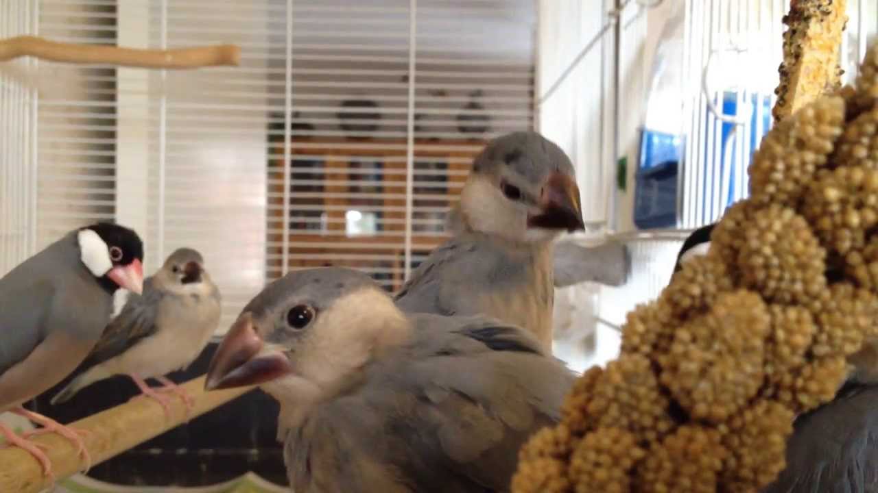 Young Java finches and suspicious mom - YouTube