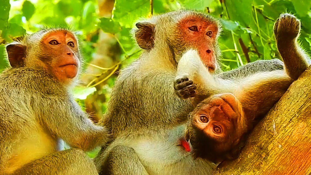 OMG! JODY MONKEY WAS WARNING SO SERIOUSLY BY JANE MONKEY REJECT MILK ...