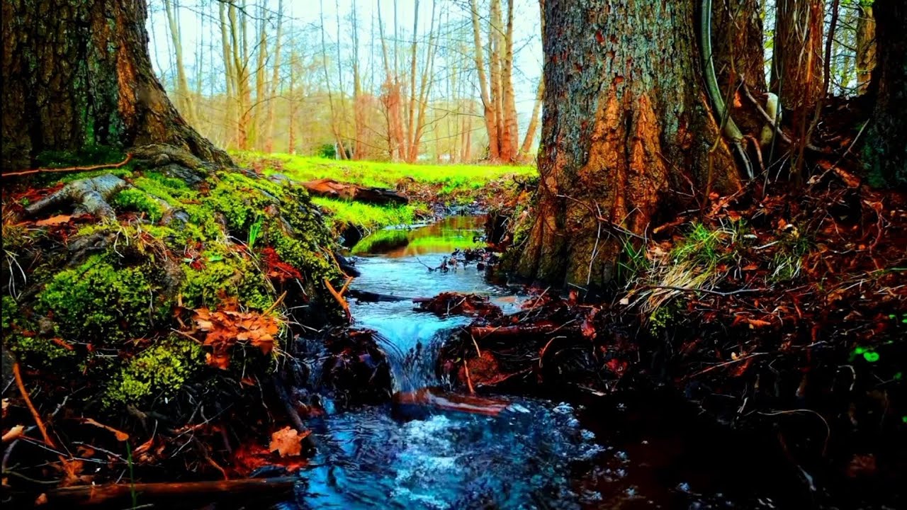 Babbling brook nature sounds | Forest water sounds for sleeping ...