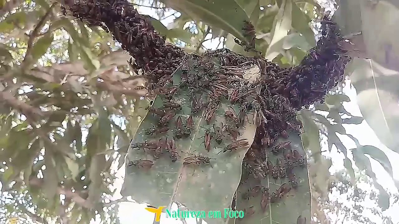 Marimbondo construindo sua casa - YouTube