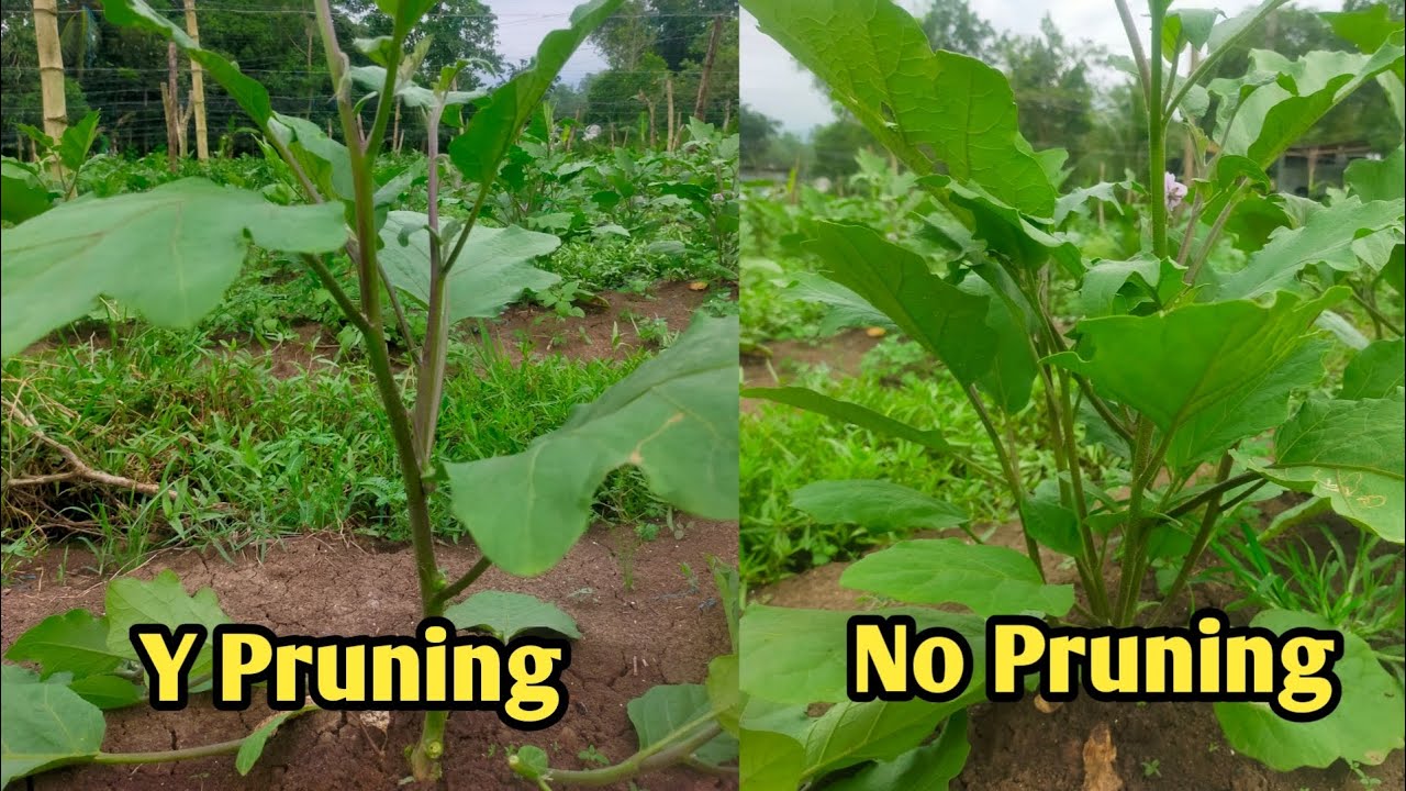 MAXIMIZE YOUR EGGPLANT HARVEST AND QUALITY WITH Y PRUNING - YouTube