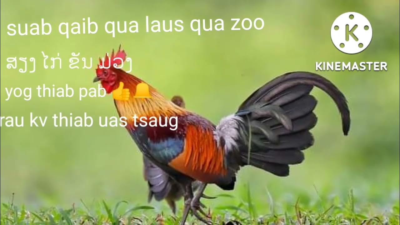 qaib qua zoo ib tiag2 :24/9/2022 - YouTube