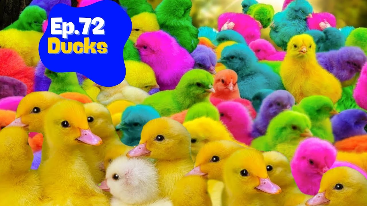 Ducks 72 - YouTube