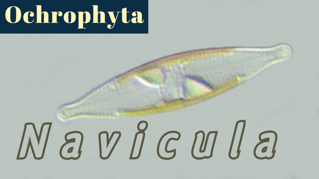 Navicula (Bacillariophyceae or Diatoms) - YouTube