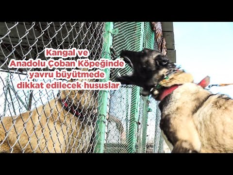 Kara kırçıl Kangal ve Anadolu Çoban Köpeğinde yavru büyütmede dikkat edilecek hususlar-Umut TAŞDELEN