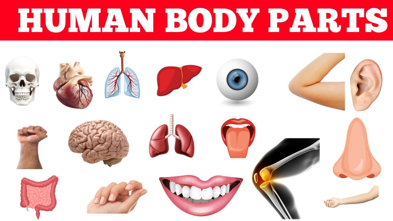 human body parts in english and hindi।list of body parts name।human ...