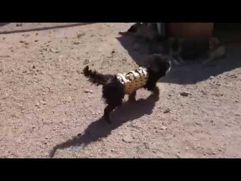 1 NUMARA TERİER'DE WİN-PET KULLANIMI