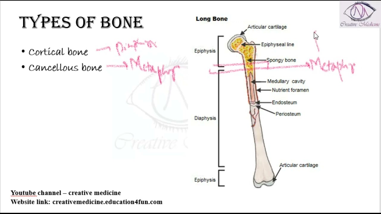 Lec 6 Types of Bone Cortical And Cancellous mp4 - YouTube