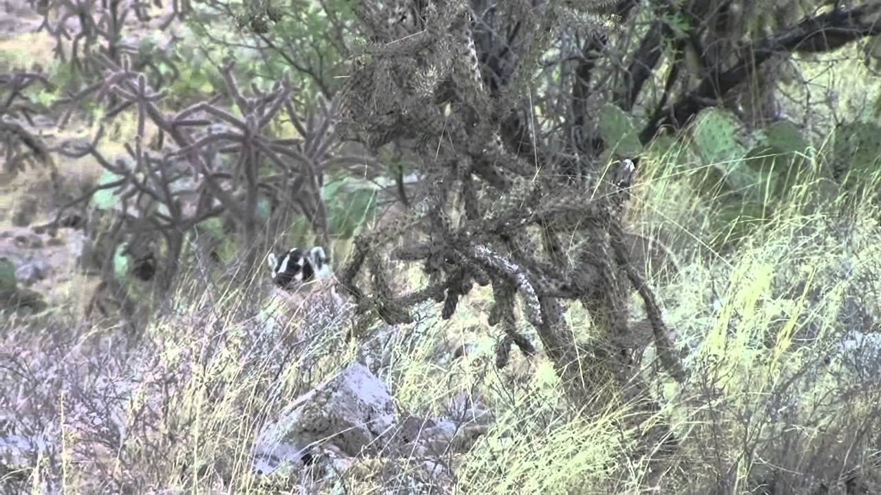 Southern AZ Predator Calling - Badgers - YouTube