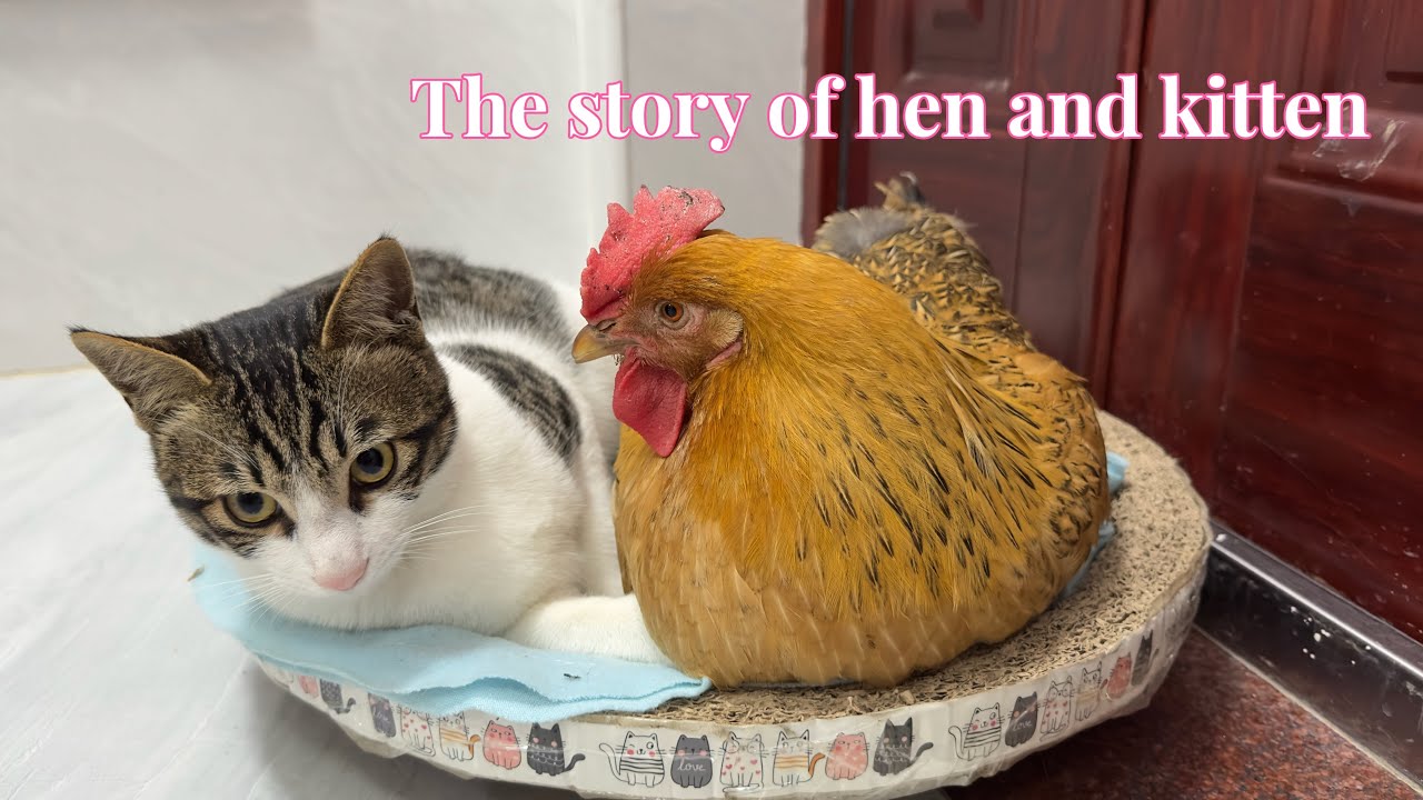 The hen got her wish! The hen slept with the cute kitten for the first ...