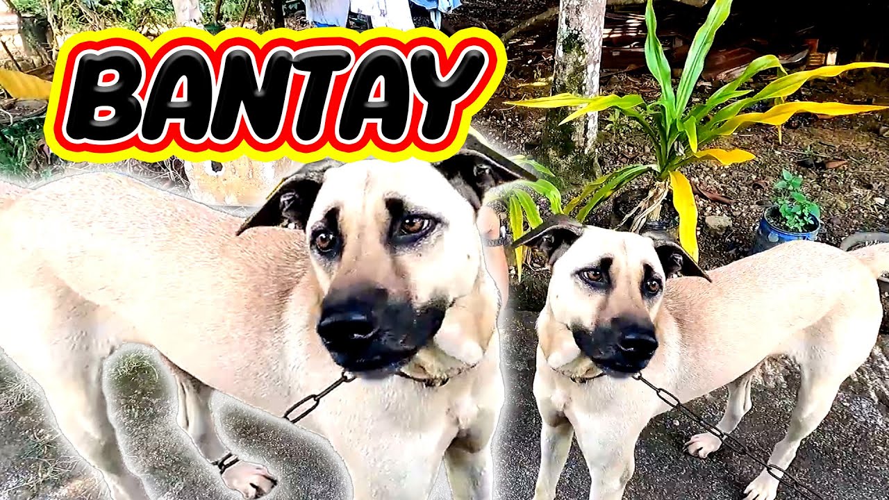 BANTAY - YouTube
